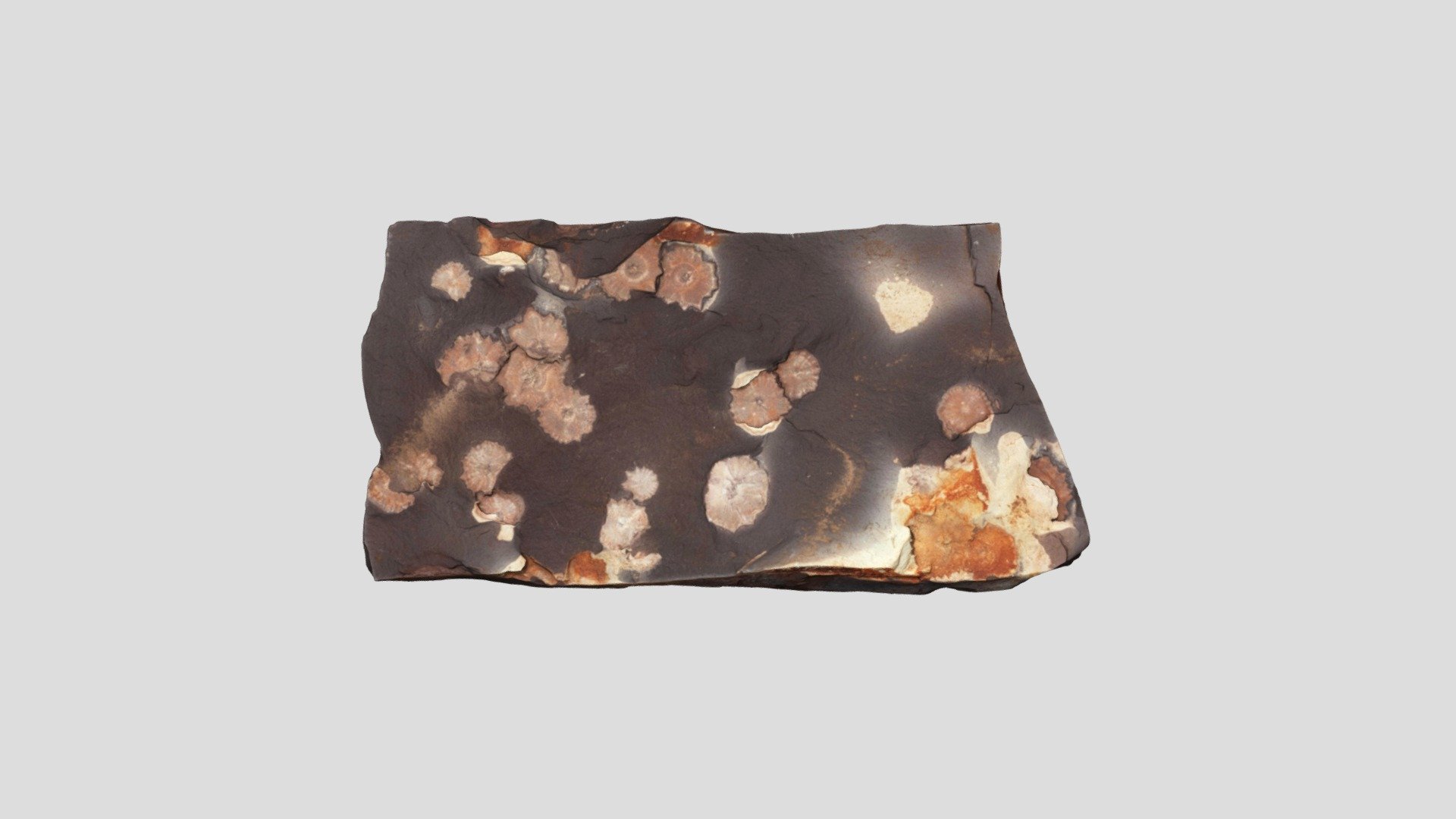 Medusoid fossil Liaonnella planodisciformis (L2) - 3D model by Hong ...