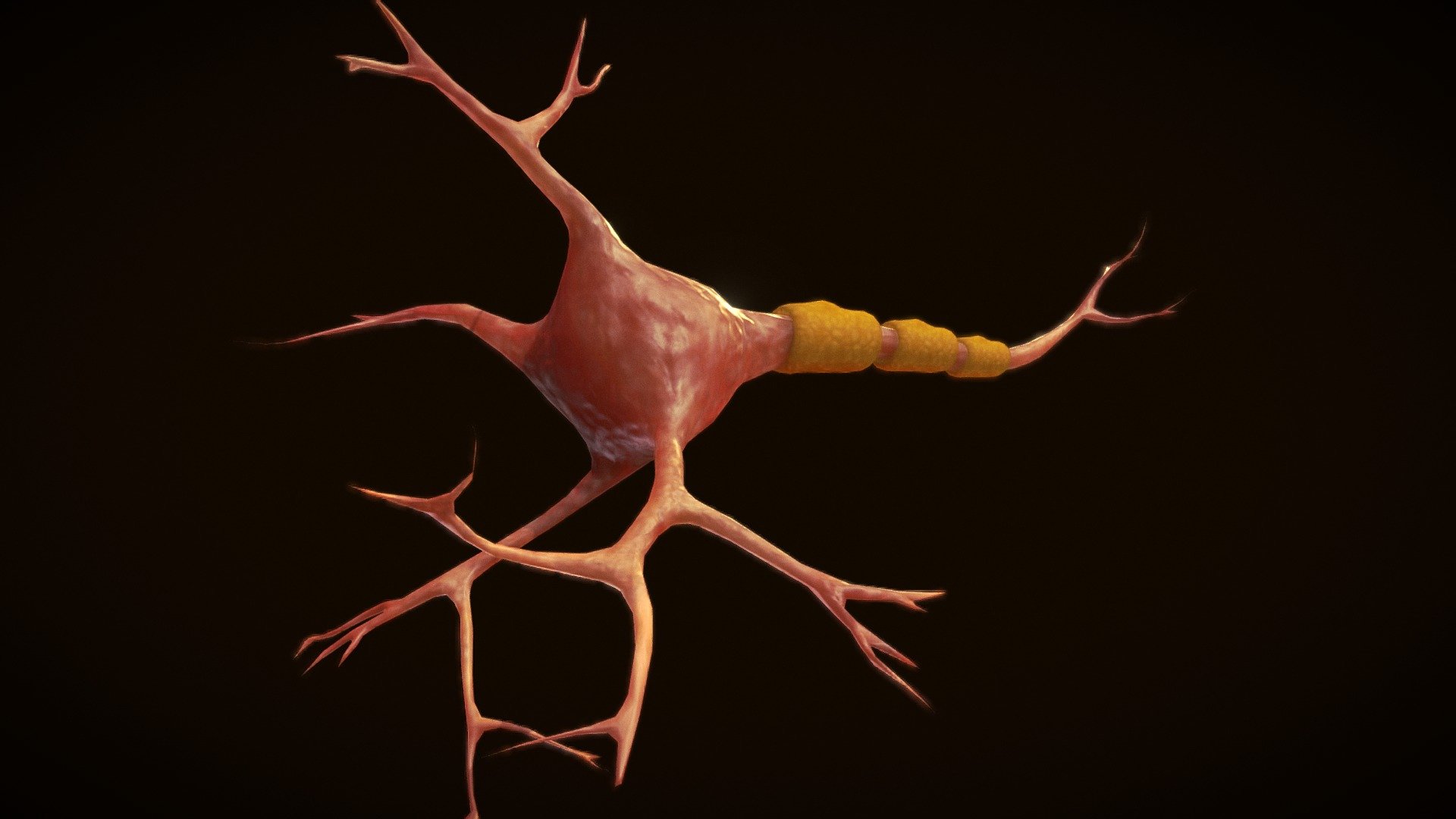 Nerve Cell - 3D model by Ahmad Sawalha (@ahmad3d) [ceb6363] - Sketchfab