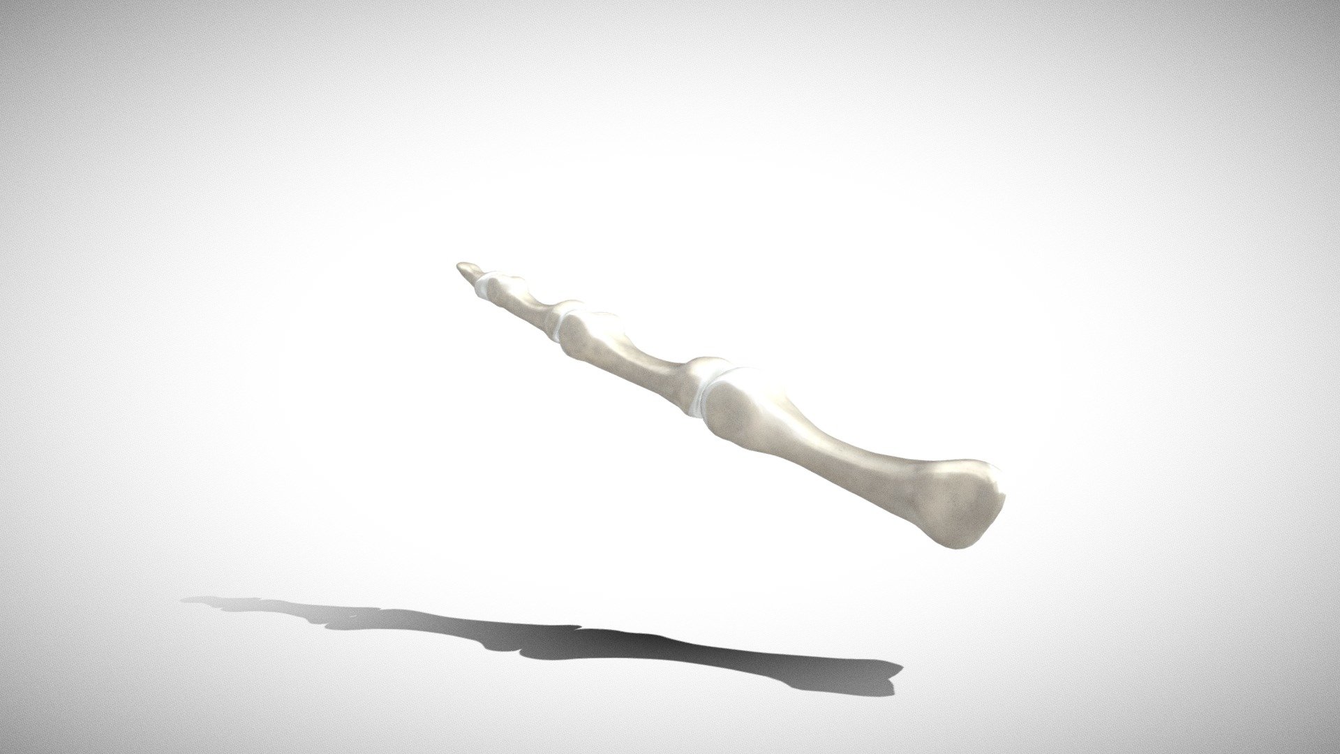 Finger Bones - Download Free 3D model by Francesca Cepparulo_3D ...