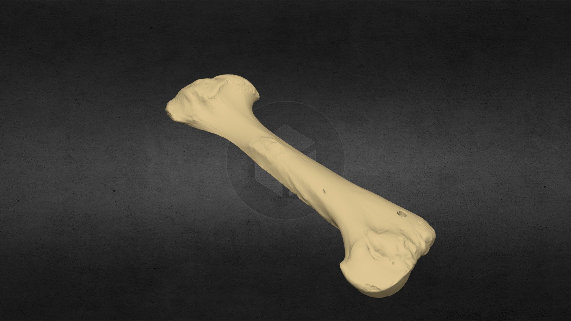 Bone - Download Free 3D model by 3DScan4You.de (@3dscan4you) [cec03e0 ...
