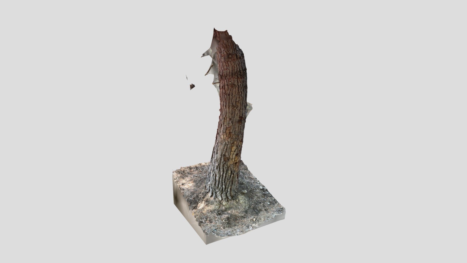 Half a Tree - Download Free 3D model by garagestudios [cec7808] - Sketchfab