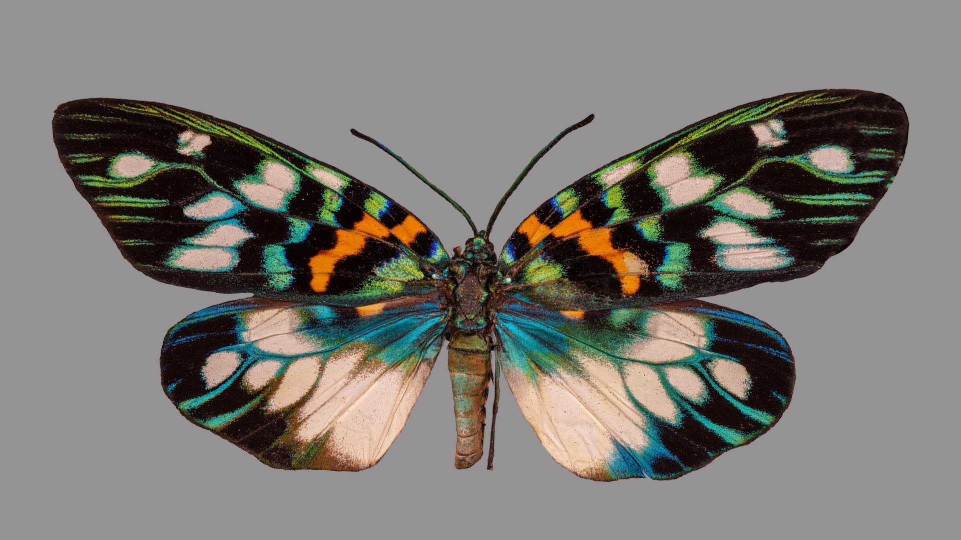 Erasmia pulchella - 3D model by VirNat [cec7999] - Sketchfab