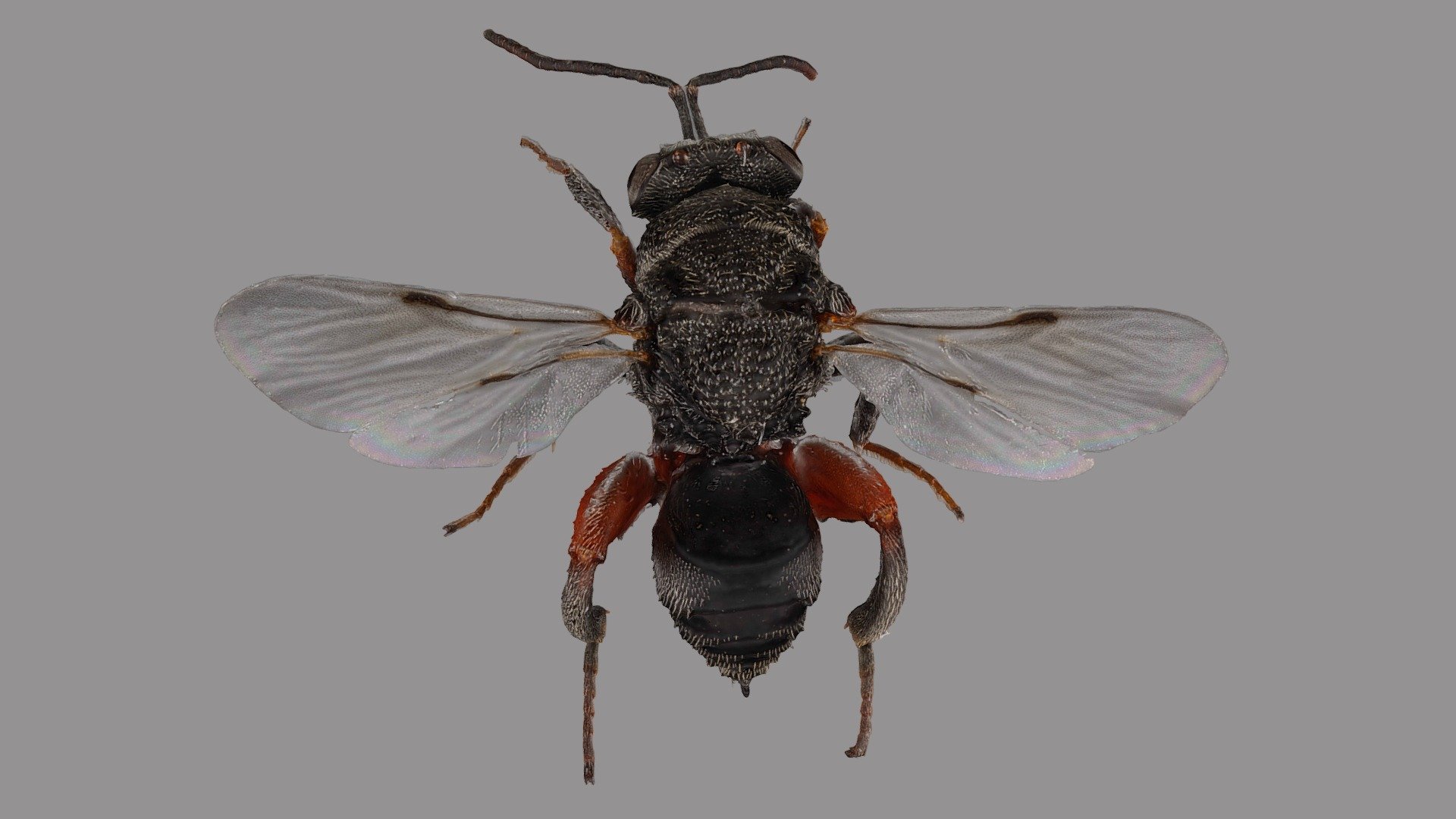 Chalcididae sp - 3D model by VirNat [cec9089] - Sketchfab