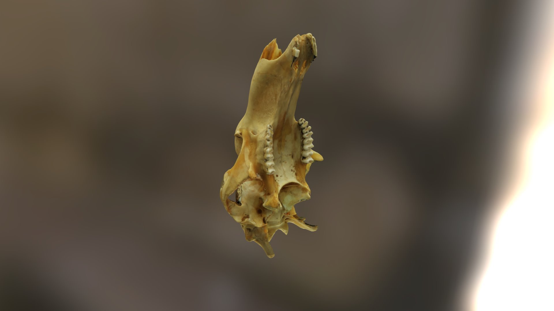 Skull merge photoscan632 - 3D model by Junran (@junranlei) [cecfae3 ...