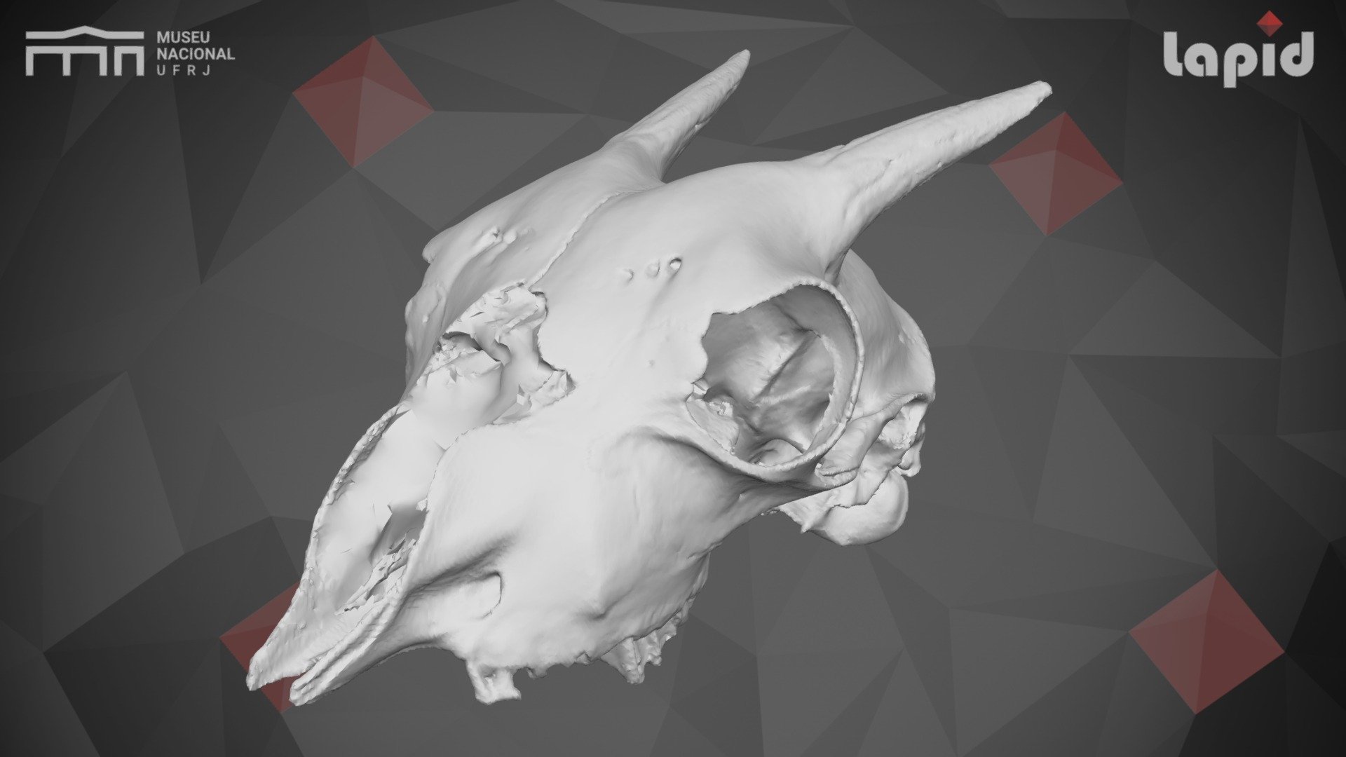 Goat skull - 3D model by LAPID – Lab. Processamento de Imagem Digital ...