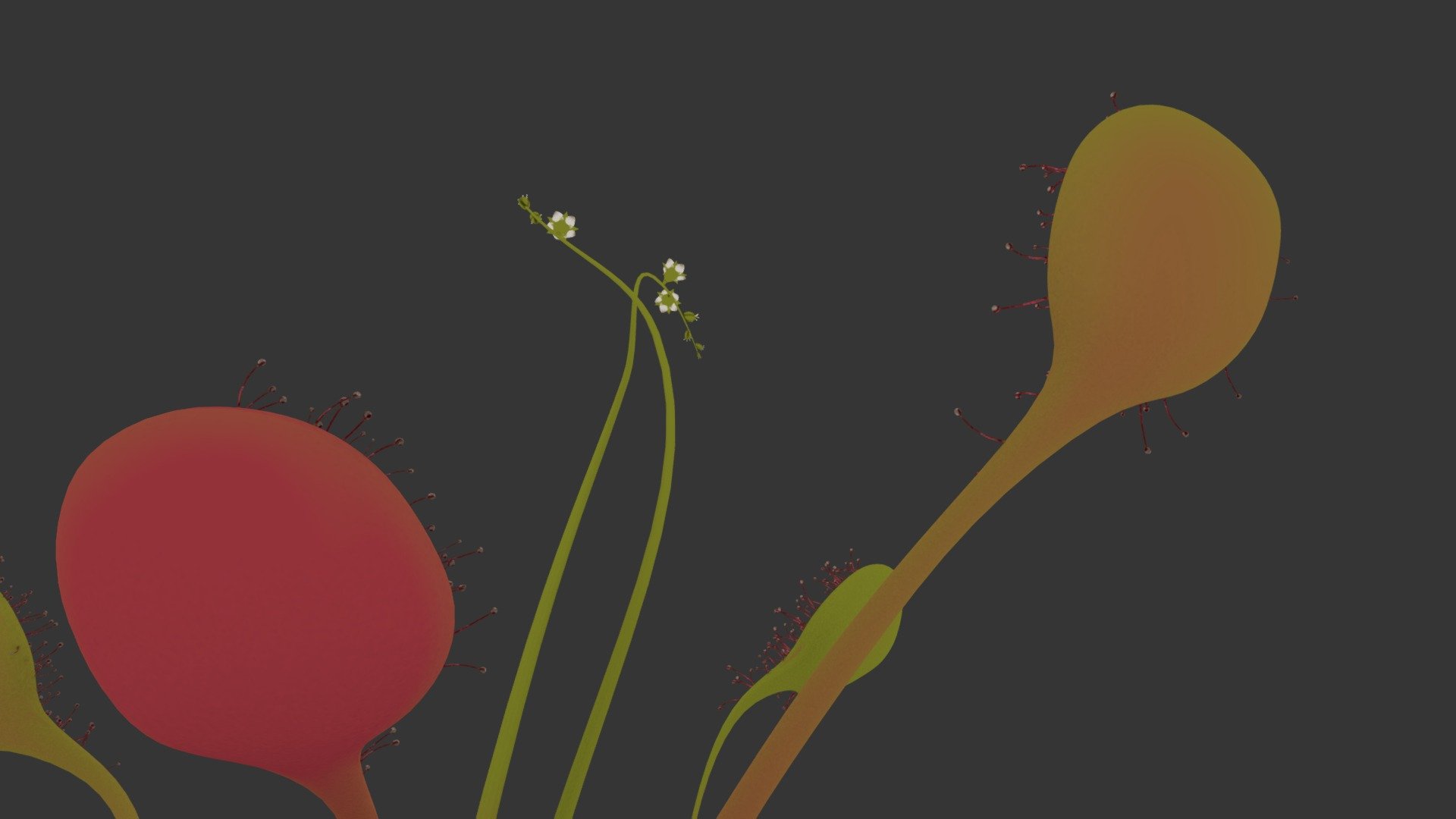 Rosiczka / sundew / Drosera rotundifolia - 3D model by mahrcheen ...