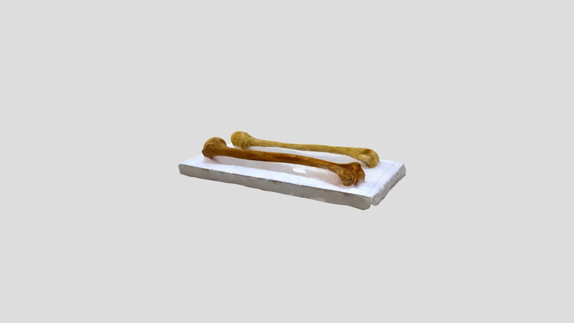 Humerus - 3D model by prajjawalit [cee2b09] - Sketchfab