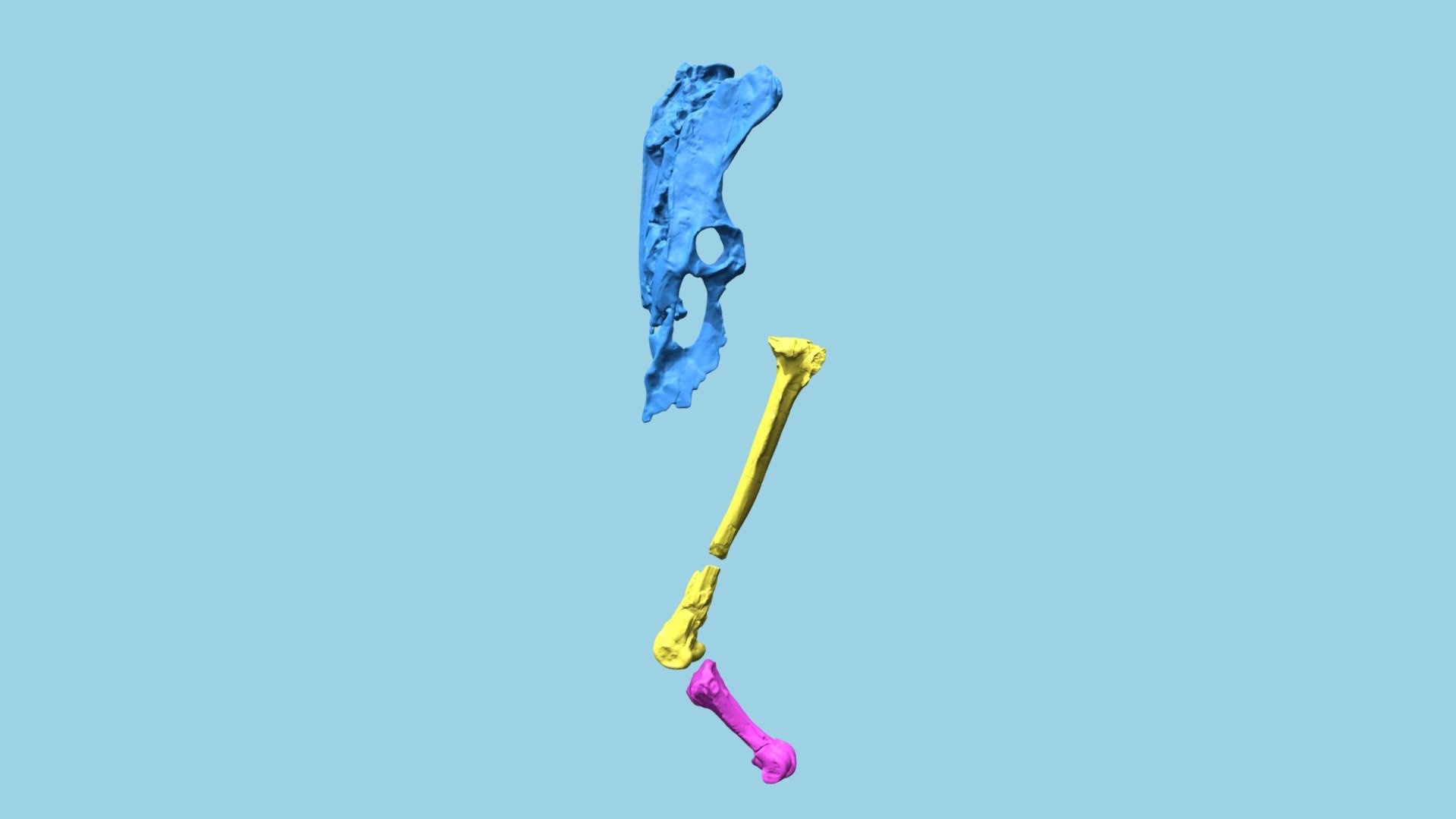 Waimanu manneringi - 3D model by Canterbury Museum (@canterburymuseum ...