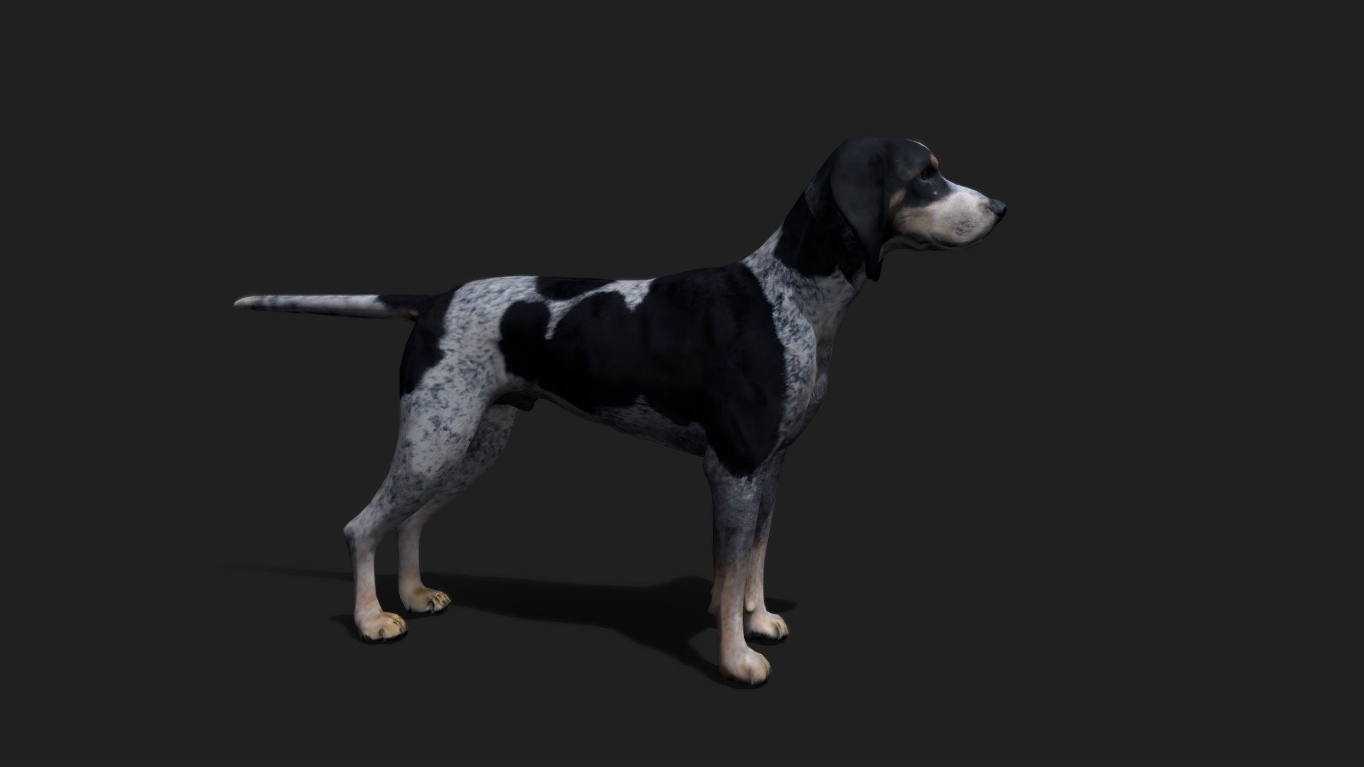 Realistic Dog Bluetick Coonhound 3D Model - 3D model by WildMesh 3D ...