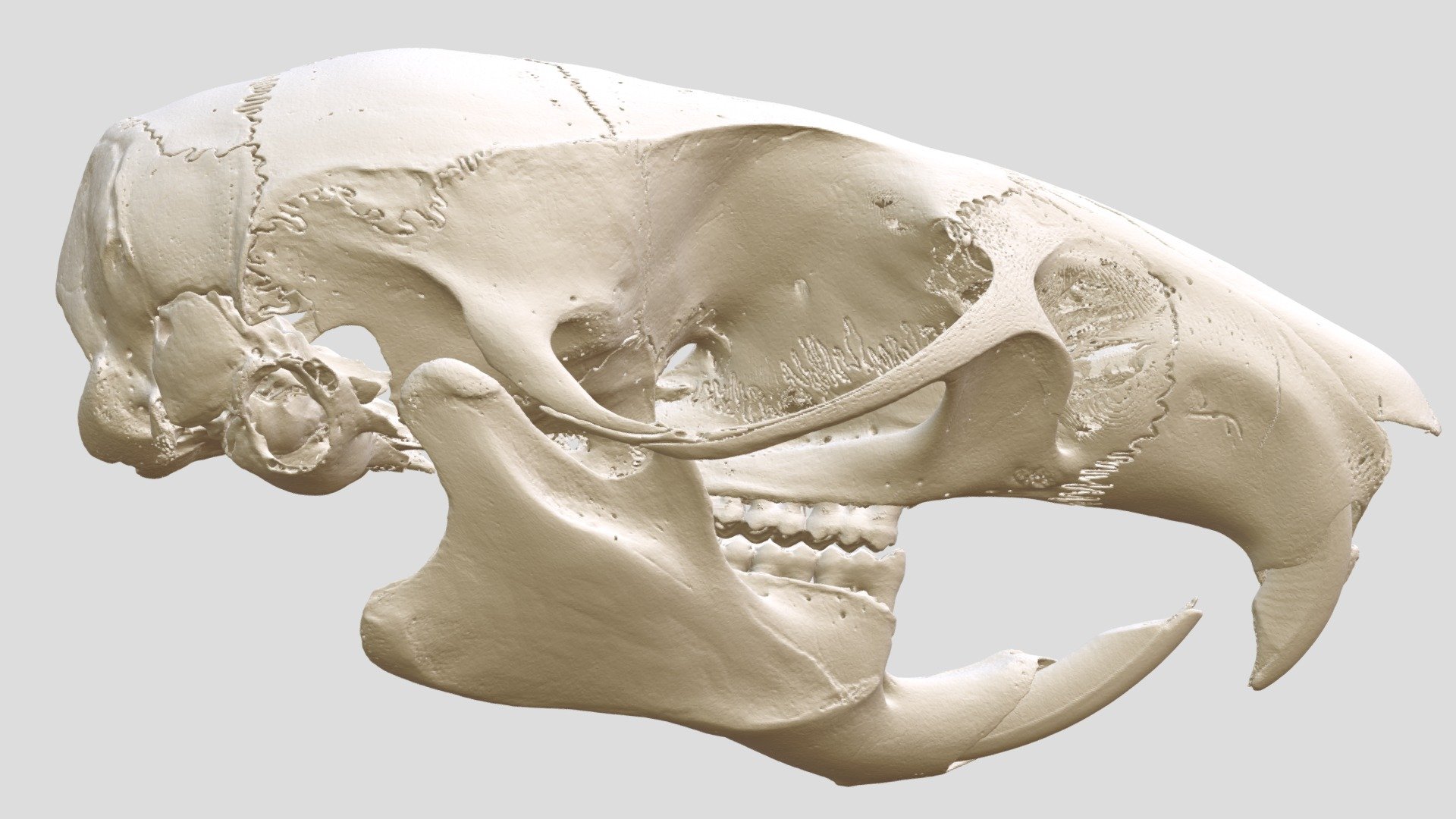 Transandinomys talamancae (MSB:Mamm:130084) - 3D model by Biodiversity ...