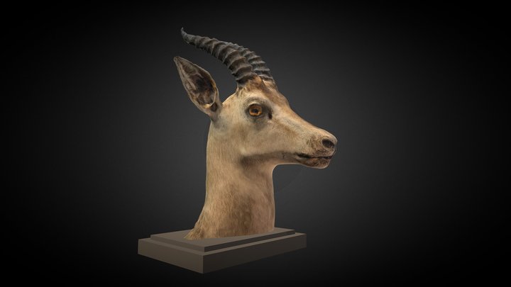 Palestine Mountain Gazelle - 3D model by Moshe Caine [cf01bde] - Sketchfab