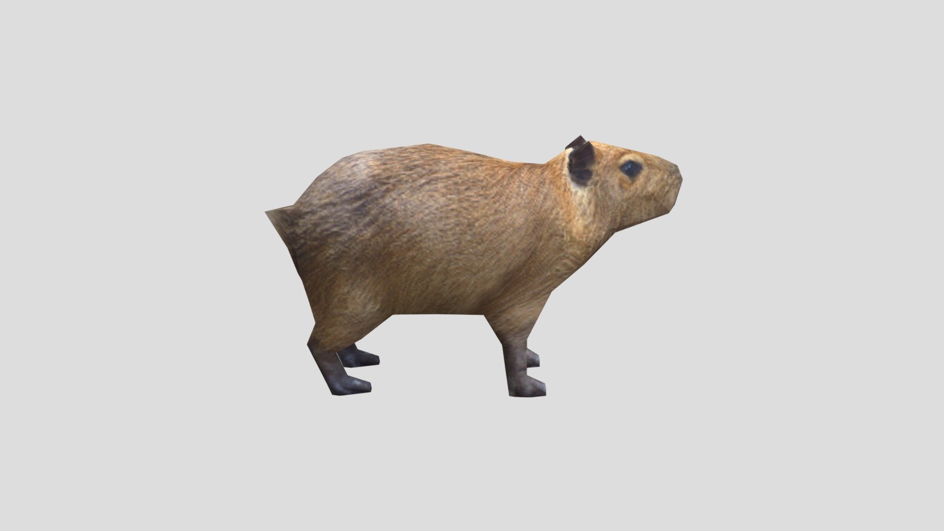 Capybara - 3D model by capybarayess [cf06158] - Sketchfab