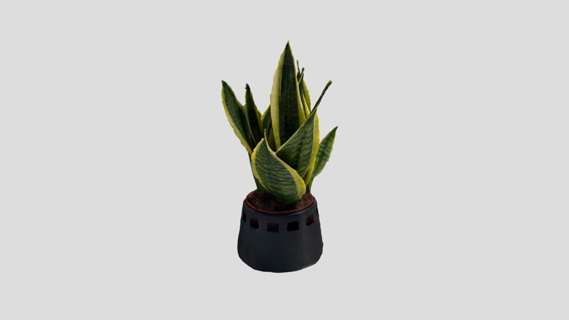 Indoor Snake Plant - Download Free 3D model by cassell [cf0902d ...