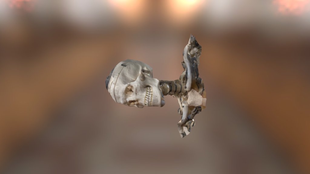 Skull 2 - 3D model by monday6 [cf1044c] - Sketchfab