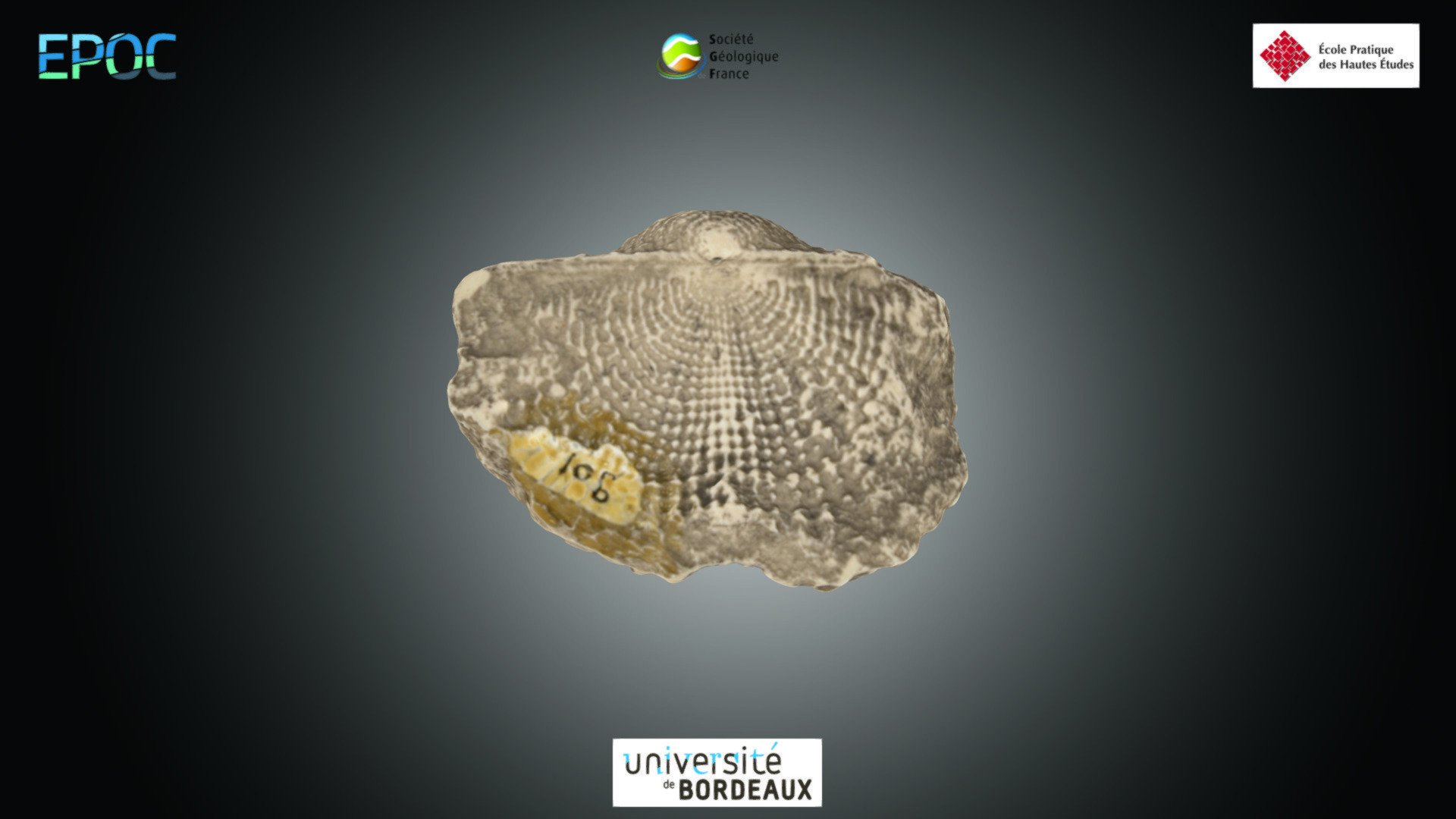 Brachiopode - Productus sp. - Download Free 3D model by Société ...