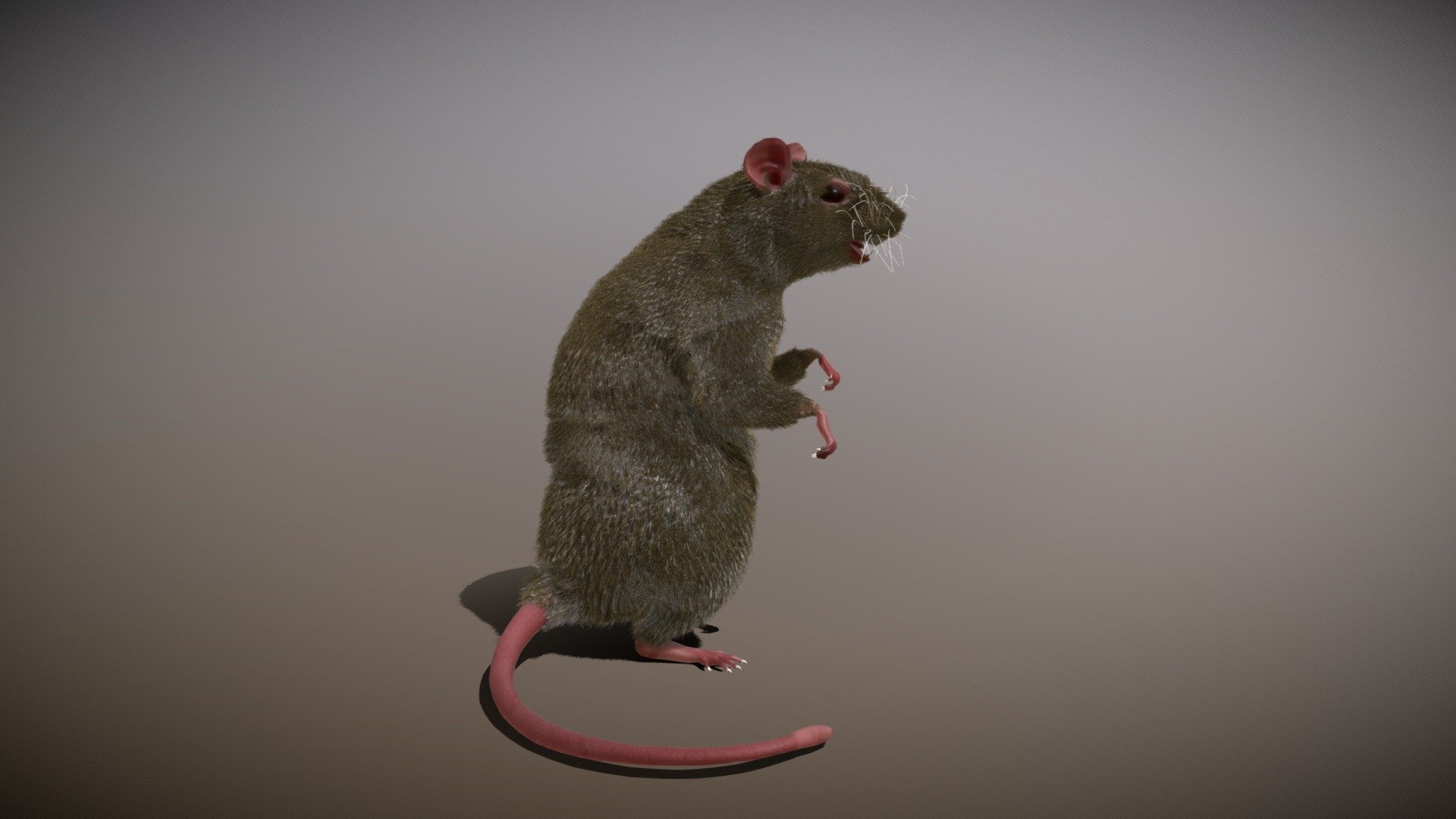 Rat PBR real-time Fur - 3D model by Ev_M (@evgeniym) [cf199e0] - Sketchfab
