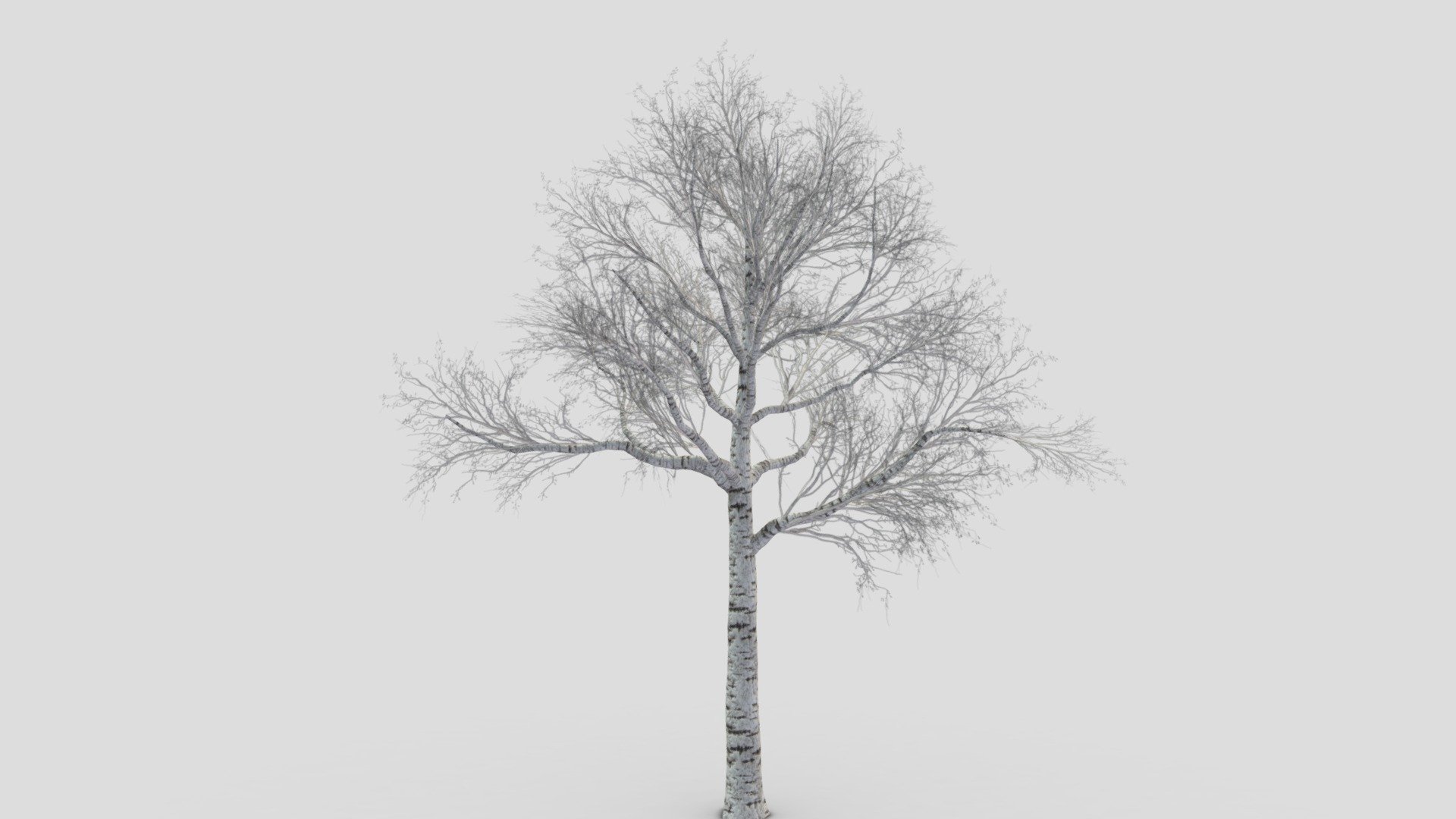 White Birch Tree-ST-34 - Buy Royalty Free 3D model by ASMA3D [cf1af6d ...