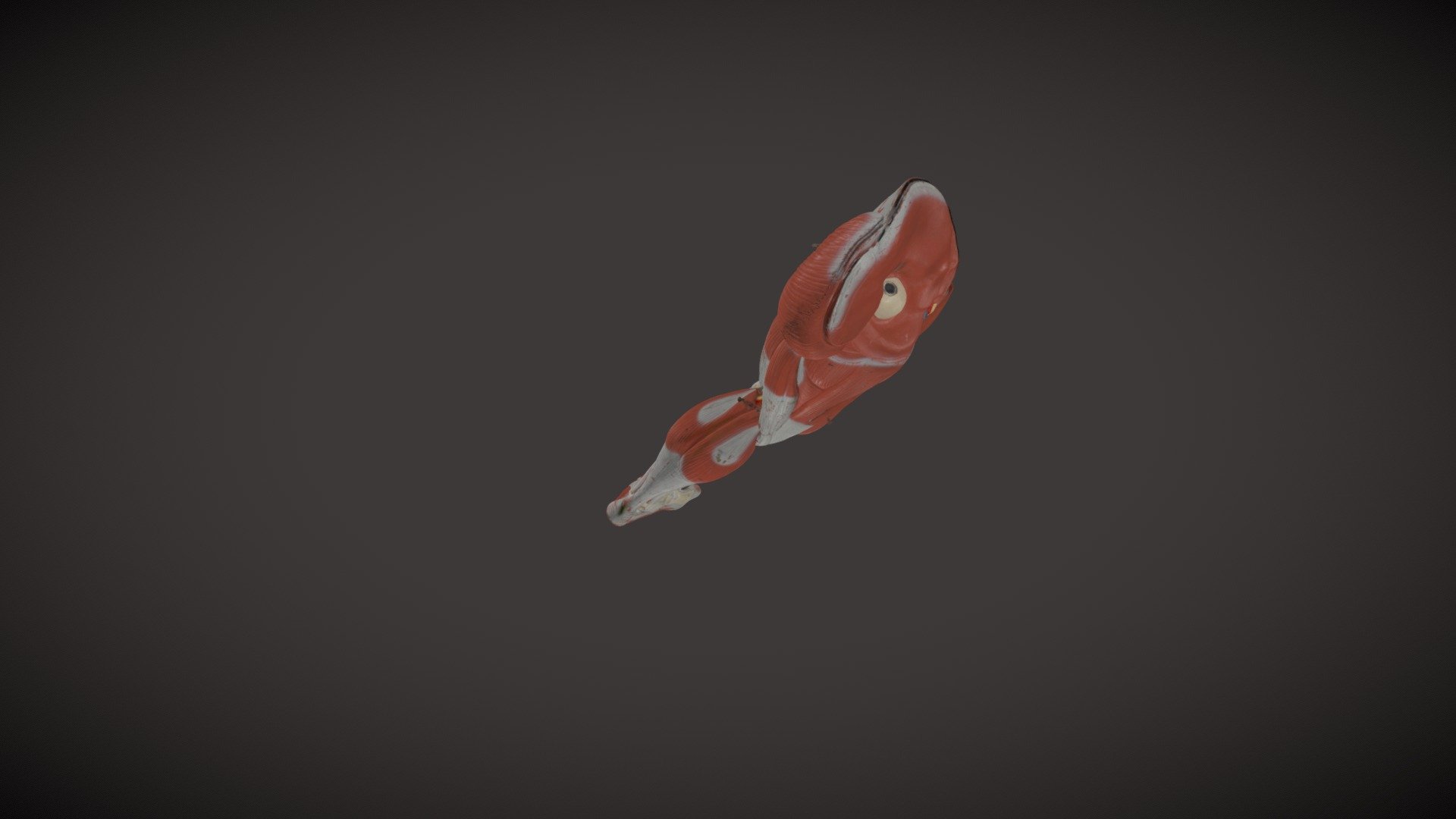 Leg Muscles Model - 3D model by OrJames Labs (@orjameslabs) [cf22b90 ...