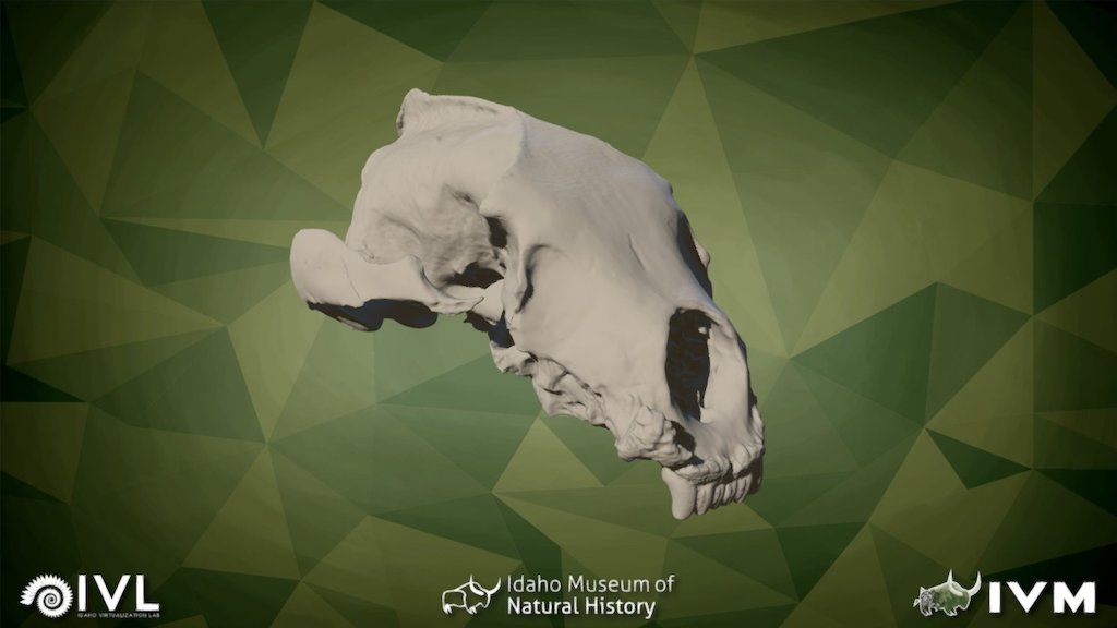 IMNH R-2671 Wolverine Cranium - Download Free 3D model by Idaho ...
