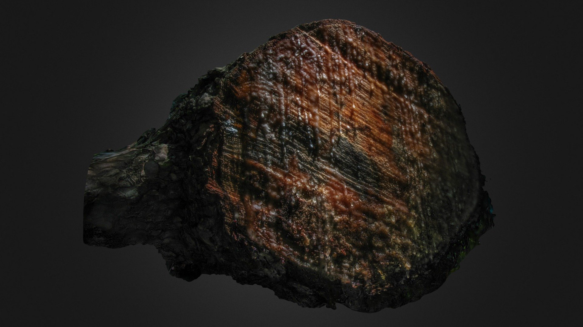 Cut pine log - 3D model by SenYul [cf2f251] - Sketchfab