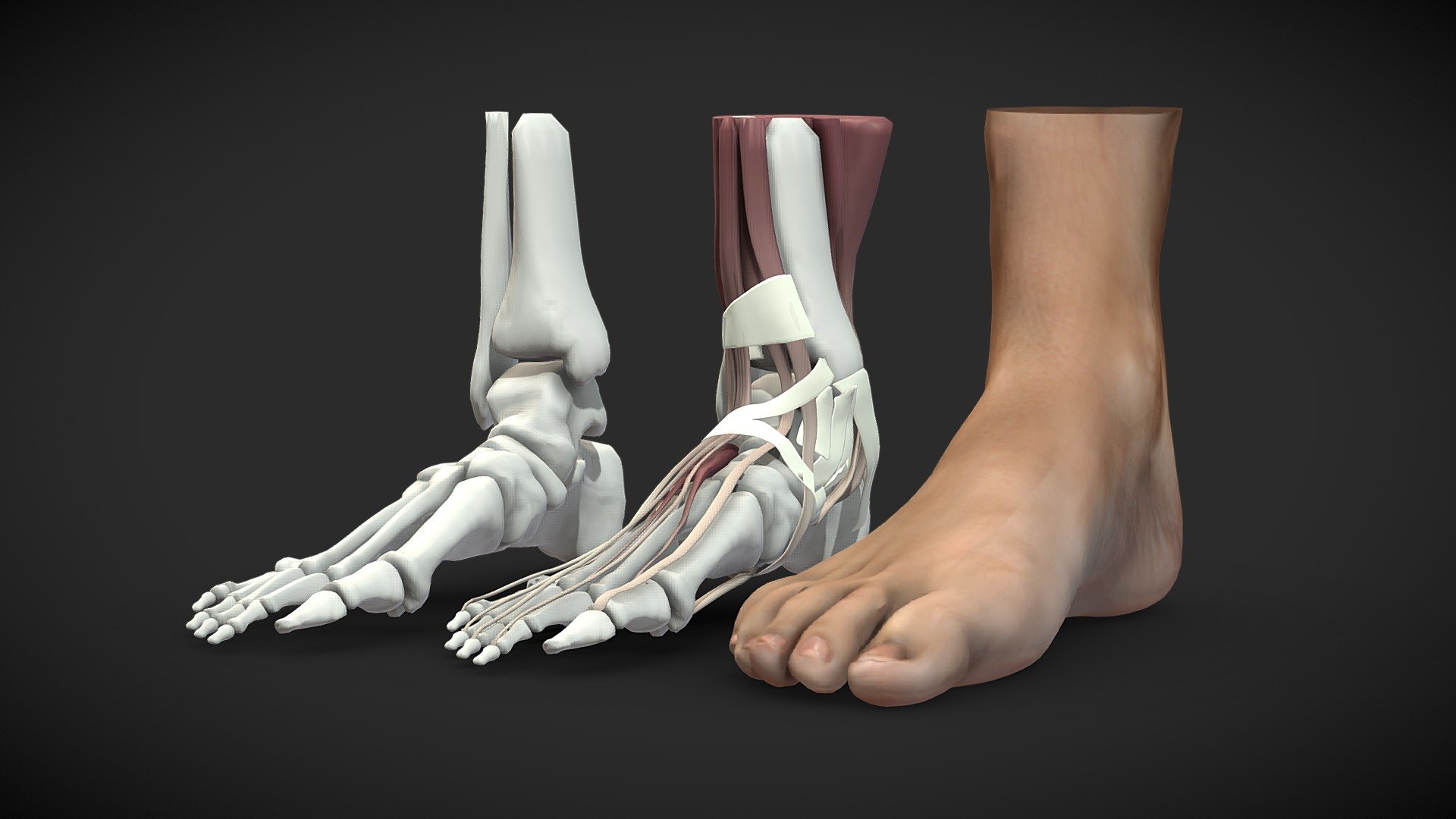 Feet 3D Anatomy - Buy Royalty Free 3D model by Iofry [cf3074f ...