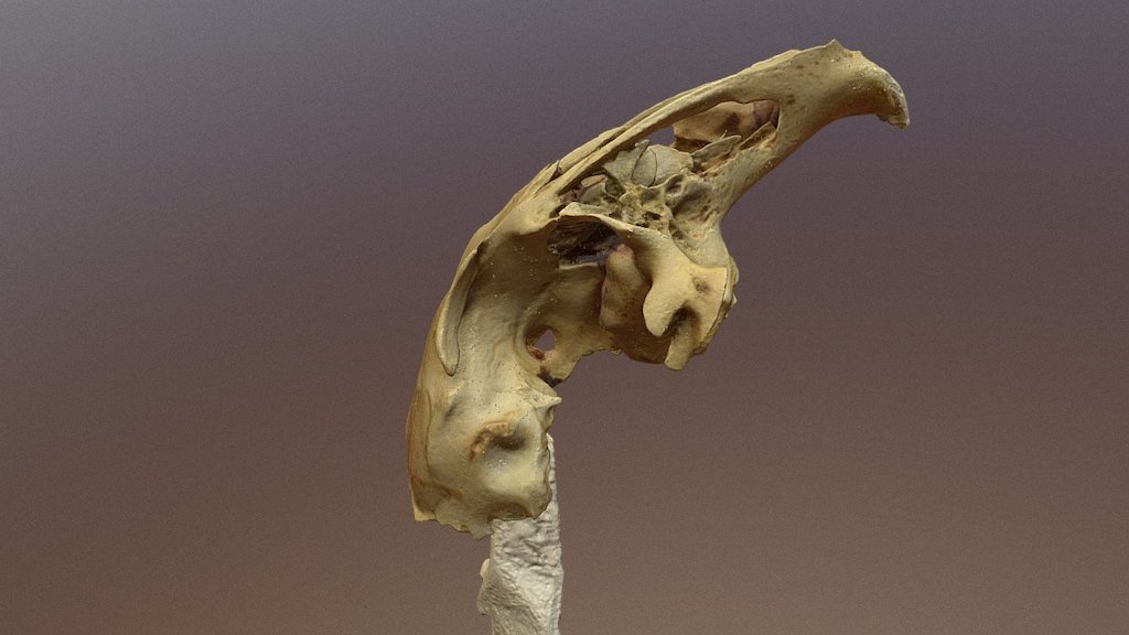 Small skull - 3D model by Mantas Talmantas (@mantasT) [cf3cc51] - Sketchfab
