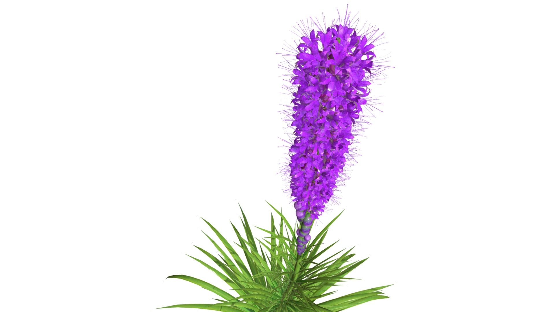 Blazing Star Purple flower - Buy Royalty Free 3D model by hkhalif ...