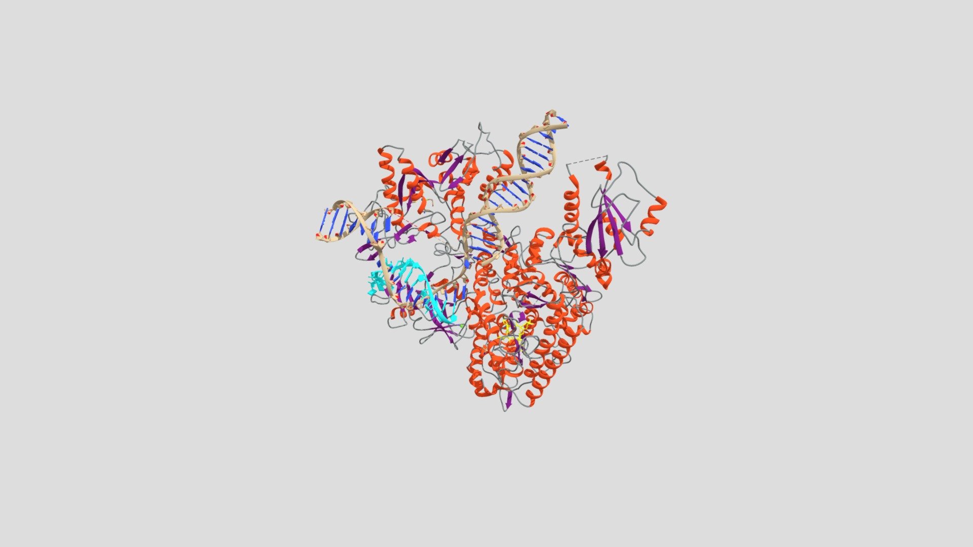 RPB1 subunit of RNA polymerase II inhibited - Download Free 3D model by ...