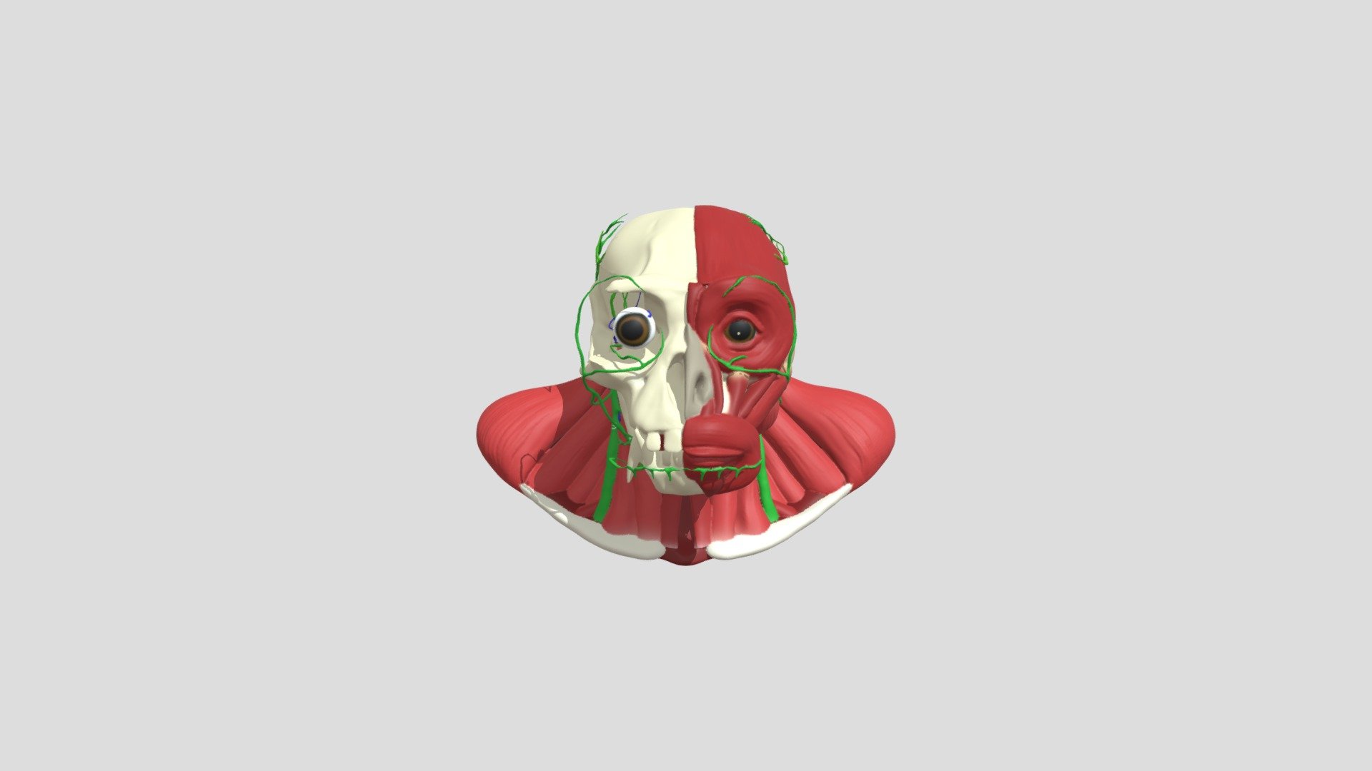 Siamang Head Arteries - 3D model by VISIBLE APE PROJECT ...