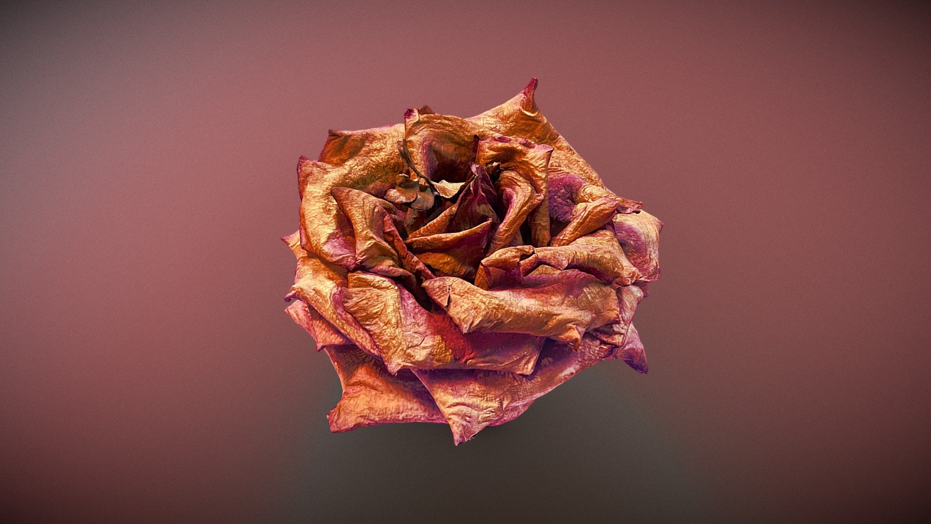 Dead Rose - Download Free 3D model by mtaesiri [cf4d942] - Sketchfab