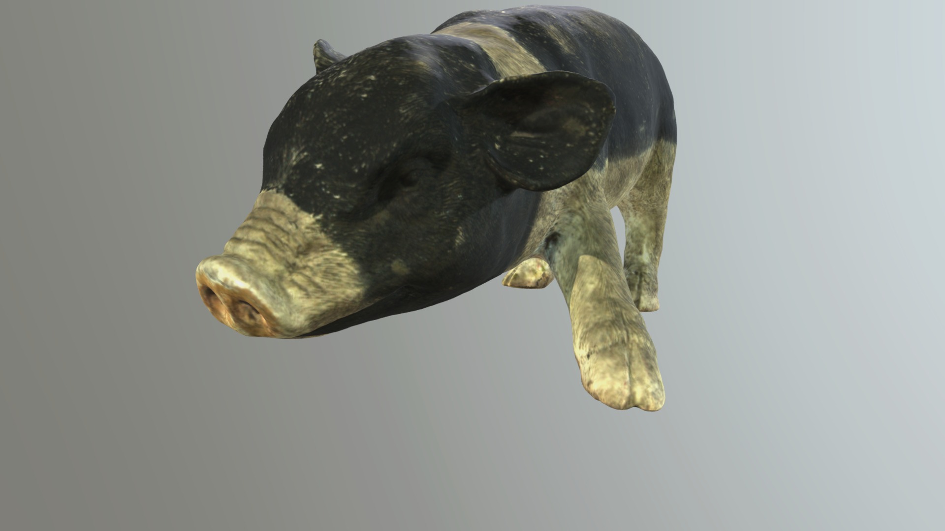 Piglet - 3D model by 4visualization [cf4fde1] - Sketchfab
