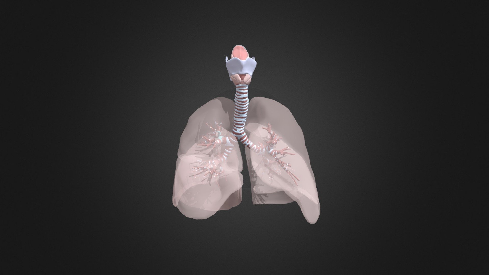 Respiratory model - 3D model by CUSM InfoCommons (@CUSM) [cf54043 ...