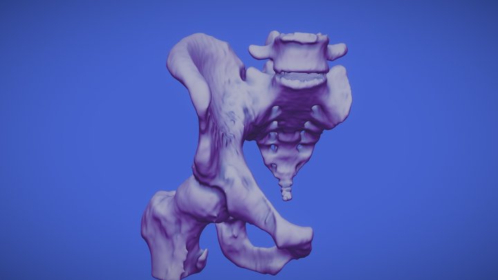 Coxis 3D models - Sketchfab