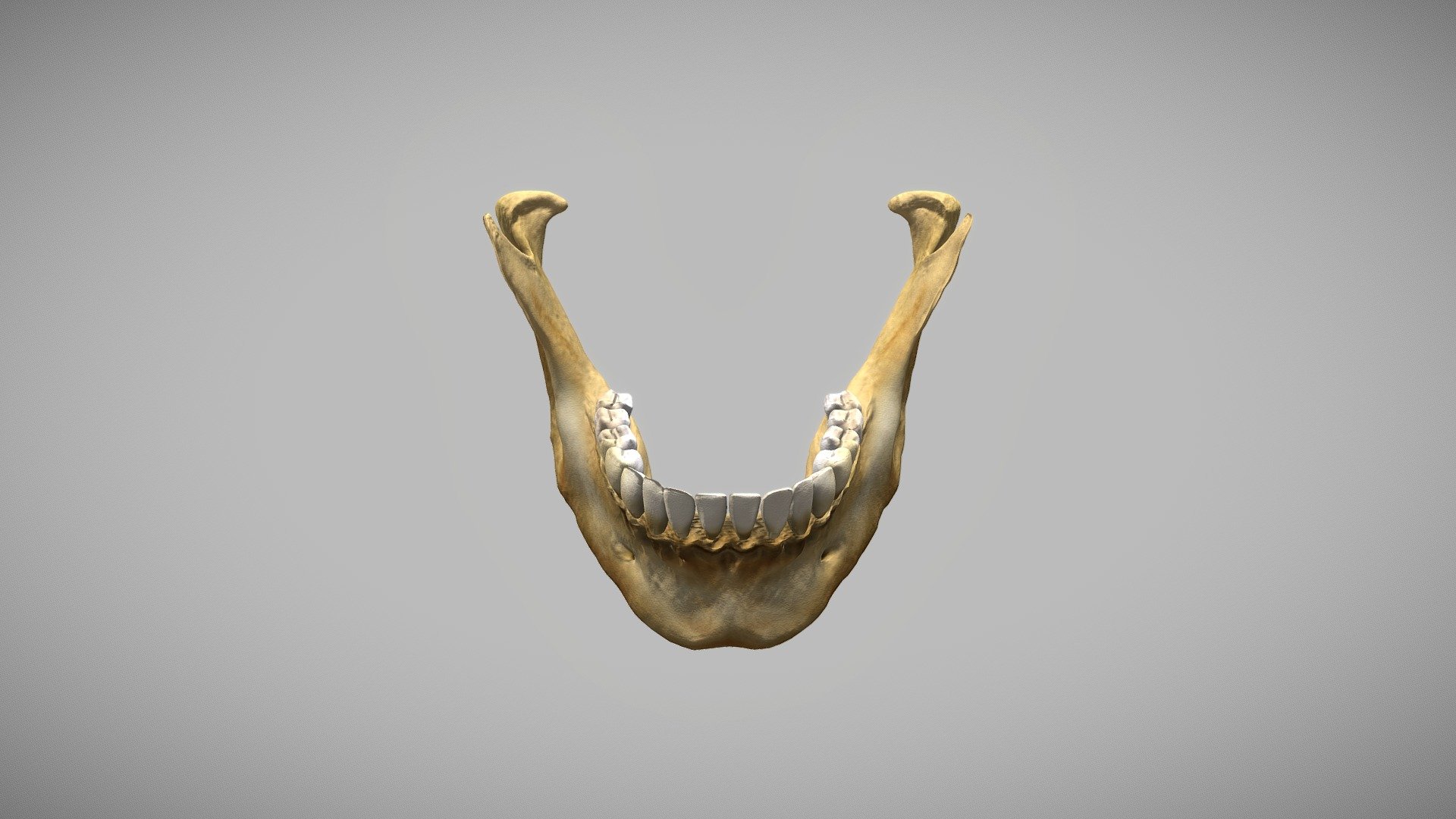 Human Mandible - 3D model by Josh.Hatfield [cf562ec] - Sketchfab