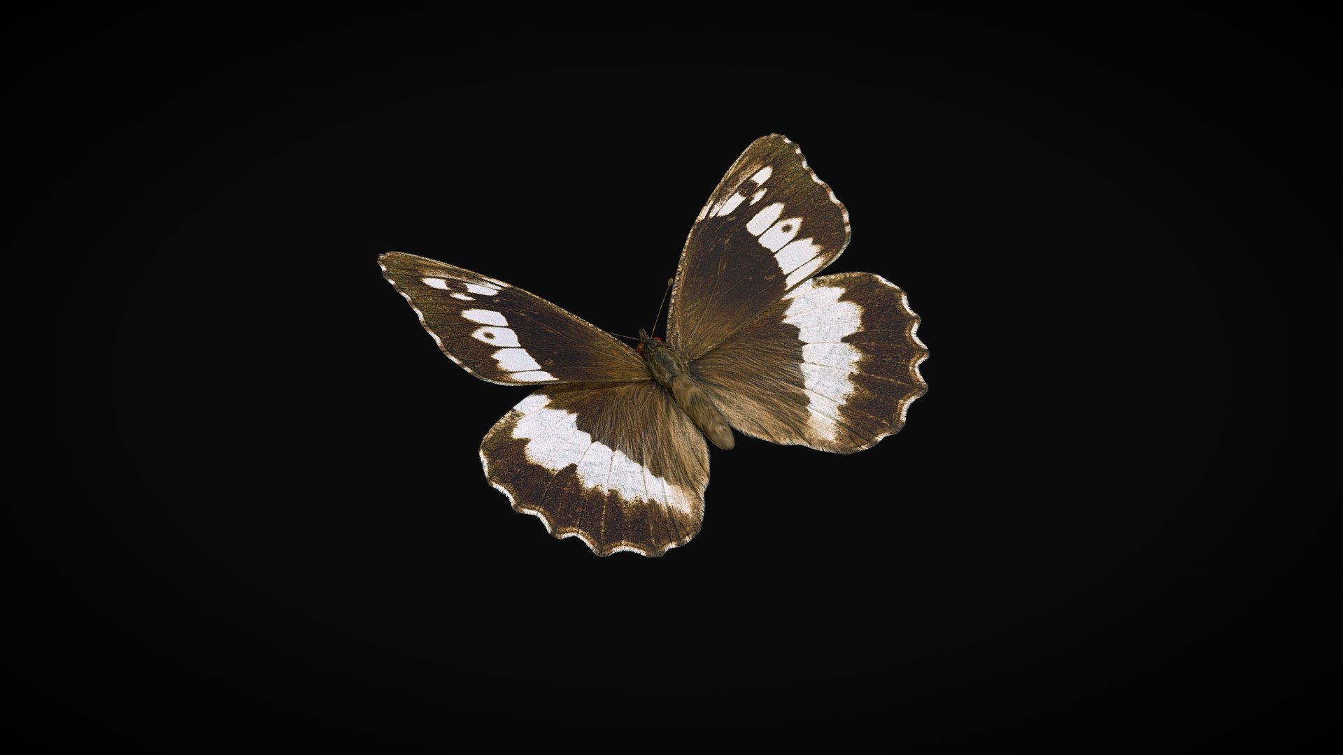 Great Banded Grayling - Download Free 3D model by eb78 (@E.A.Cornell ...