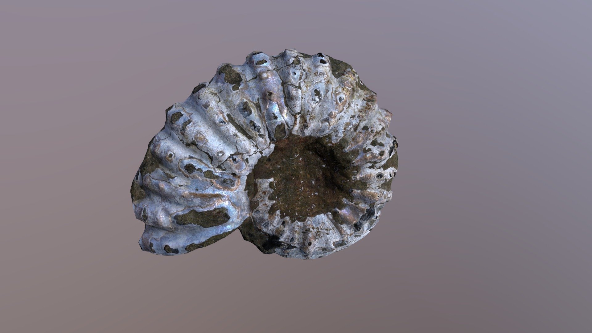 fossil ammonite - 3D model by shandolas [cf5d1a4] - Sketchfab