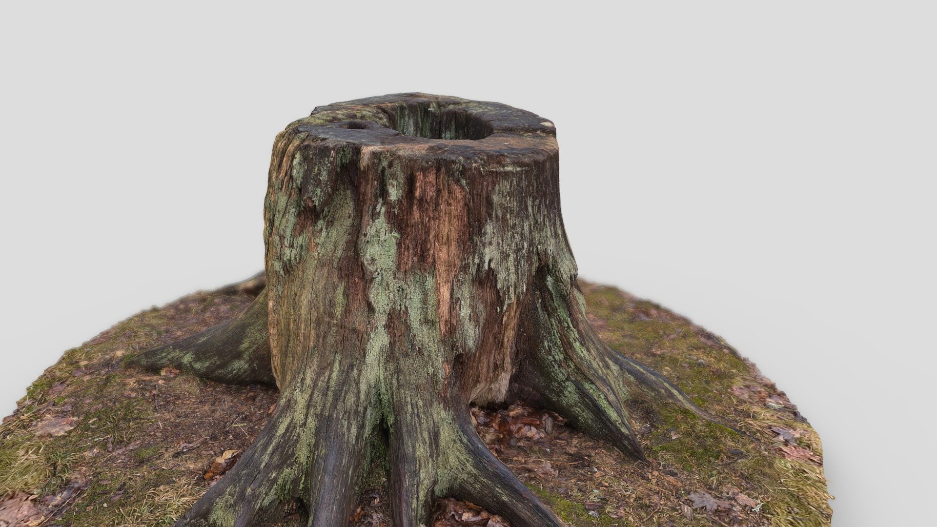 Tree stump - Photogrammetry - Download Free 3D model by Hullken ...