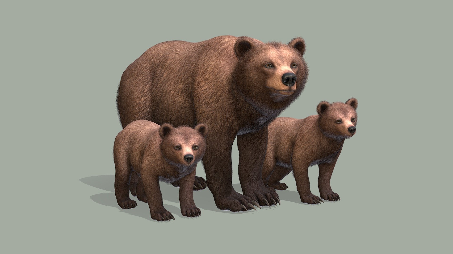 Bear - Family - Buy Royalty Free 3D model by RedDeer (@billl90) [cf6c52b] - Sketchfab Store