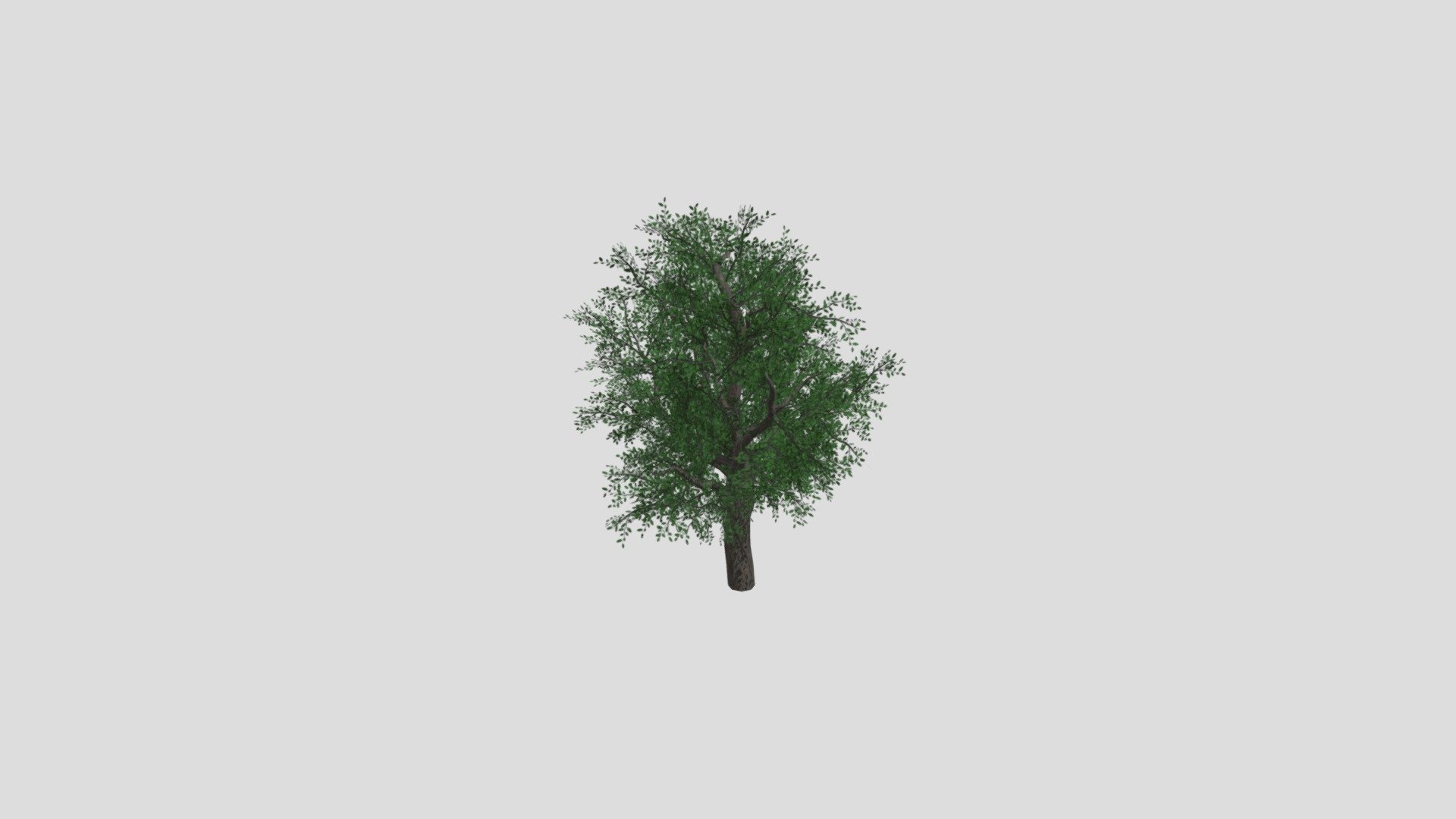Elm Tree - Download Free 3D model by mhuang97 [cf70c35] - Sketchfab