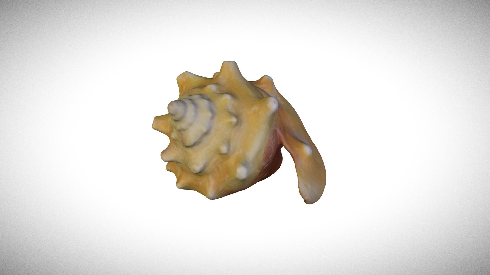 Strombidae / CASIZ 156372 - 3D model by California Academy of Sciences ...