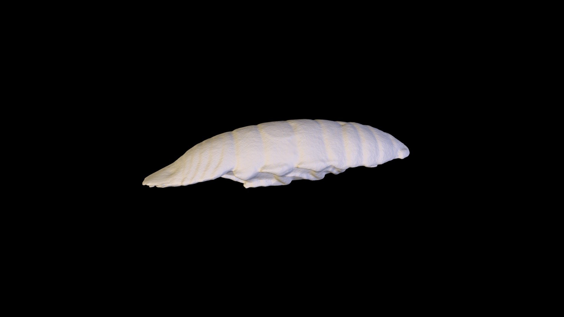 isopod_high_100 - 3D model by oclibrary [cf7737b] - Sketchfab