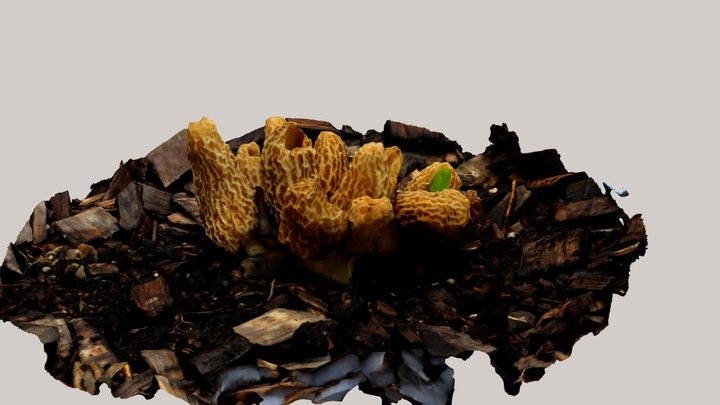 Morels 3D models - Sketchfab