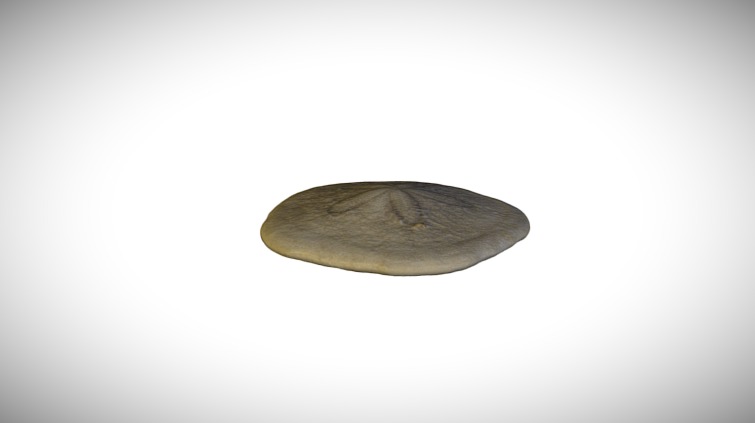 Clypeaster rarispinus / CASIZ 191753 - 3D model by California Academy ...