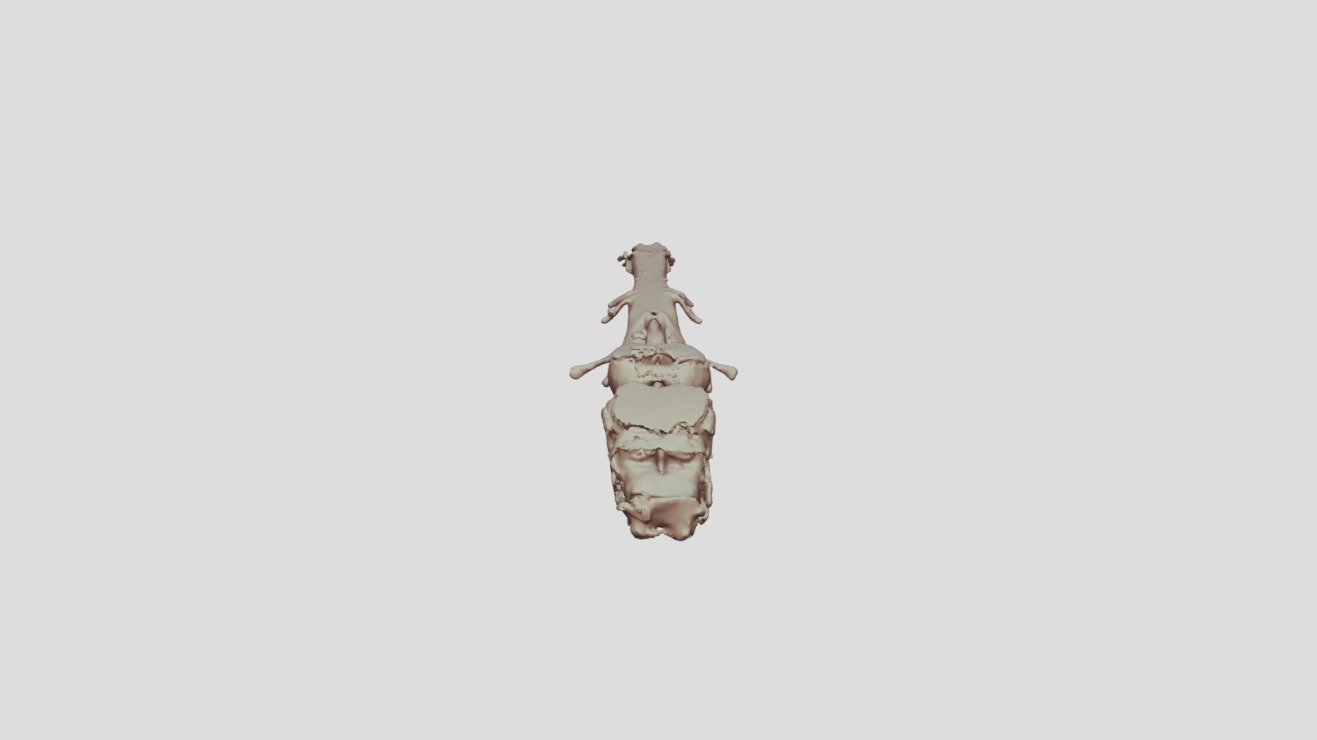 Brain of Xenopus laevis (female) - Download Free 3D model by ...