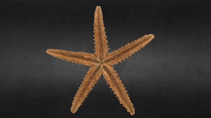 Stellamarina 3D models - Sketchfab