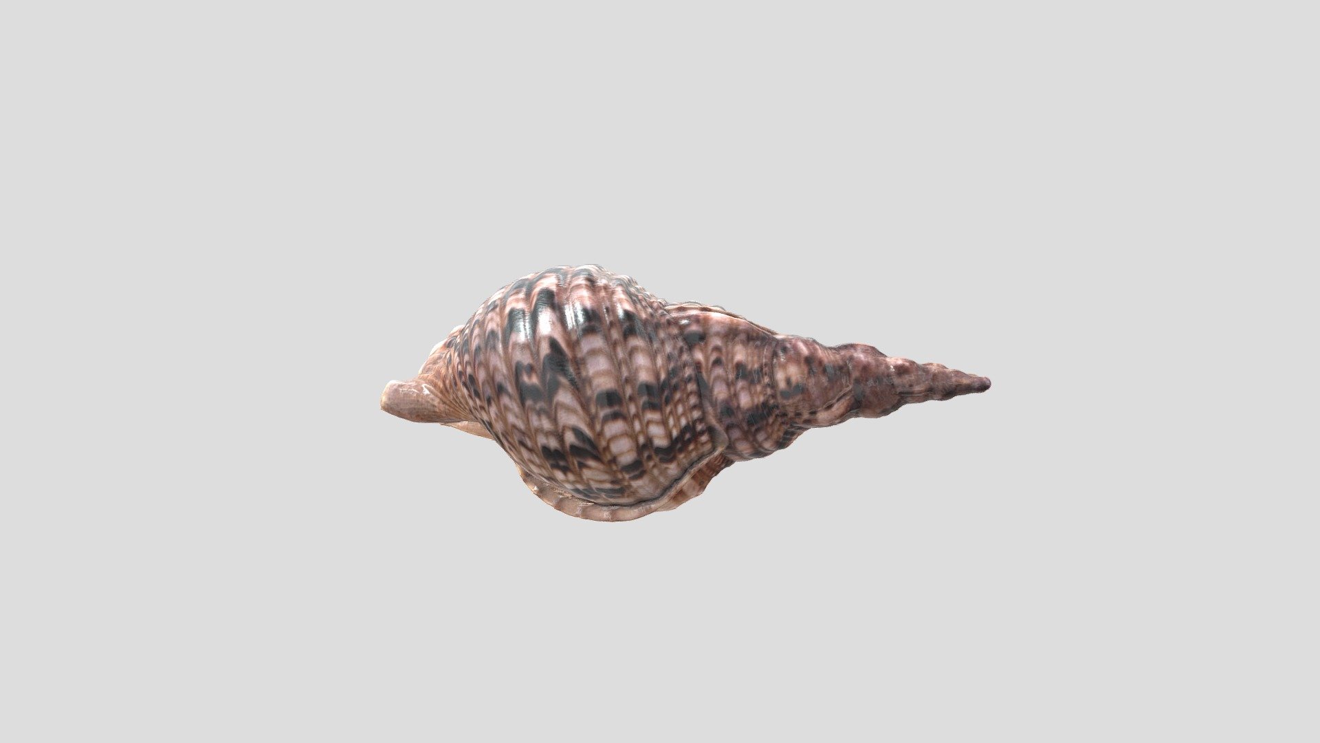 seashell type 3 - 3D model by Bau-3d [cf89e14] - Sketchfab