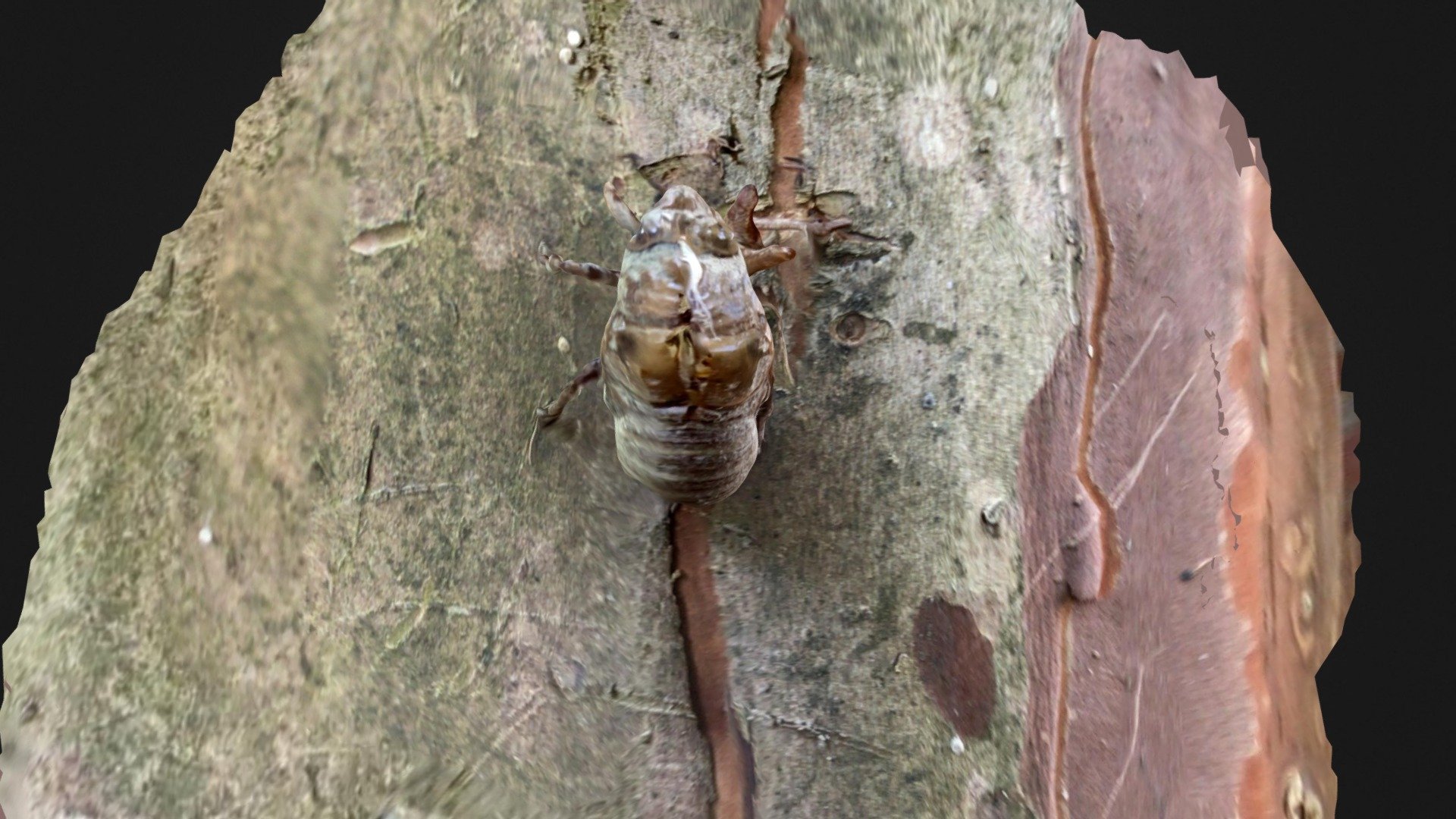 Cicada shell - Download Free 3D model by Terrie Simmons-Ehrhardt ...