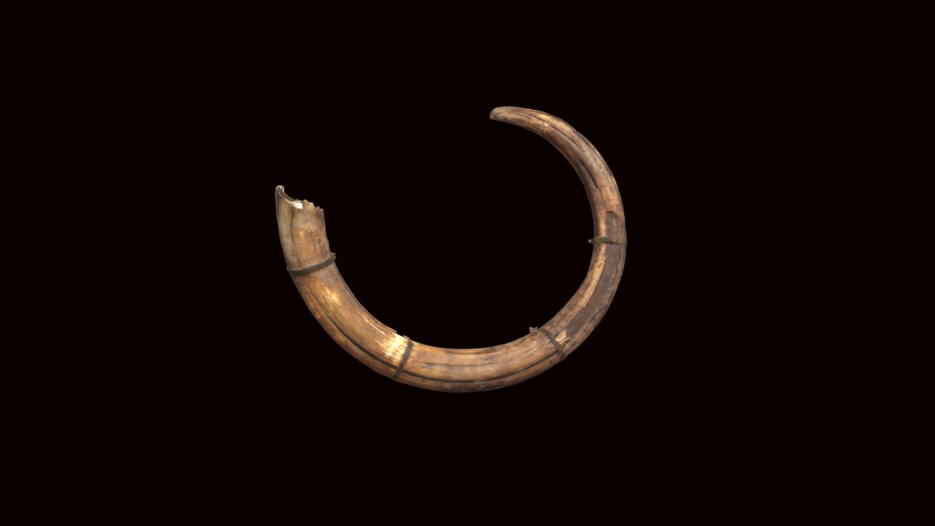 Randolph Mammoth Tusk (VCU_3D_7852) - Download Free 3D model by Virtual ...