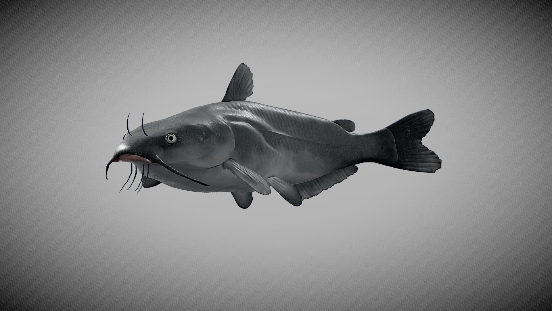 Blue catfish - Buy Royalty Free 3D model by 3dartstevenz [cf8b9dd ...