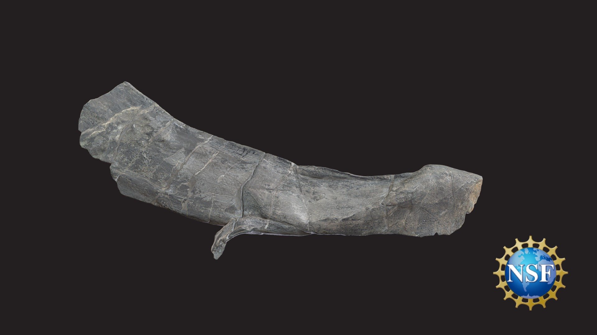 CMNH 7366, Titanichthys infragnathal - 3D model by Cleveland Museum of ...
